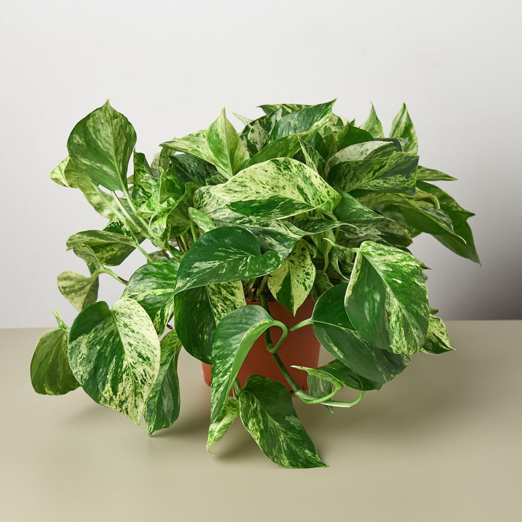 Hardy Indoor Plants - Phoenix Landscape